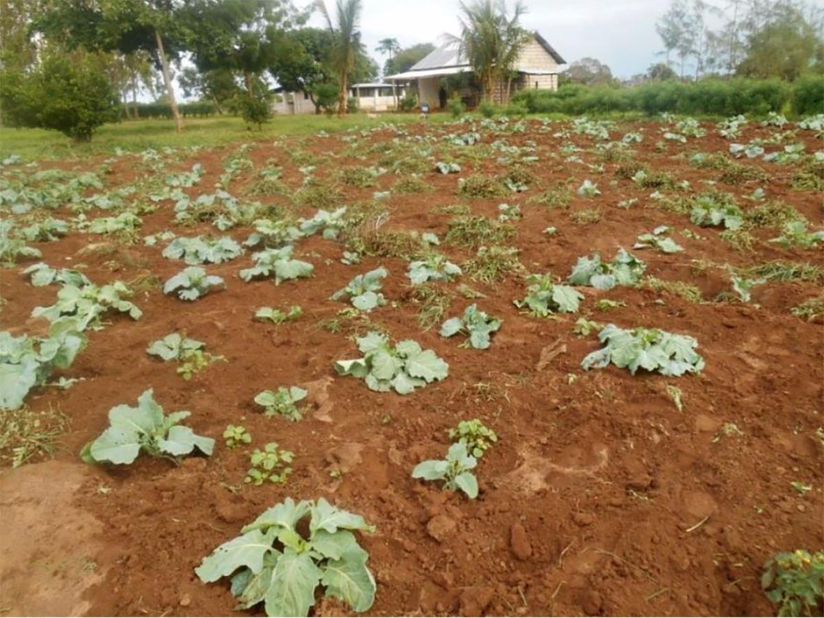 PROGETTO MATUNDA SABAKI A MALINDI, KENYA - Amare ODV Onlus